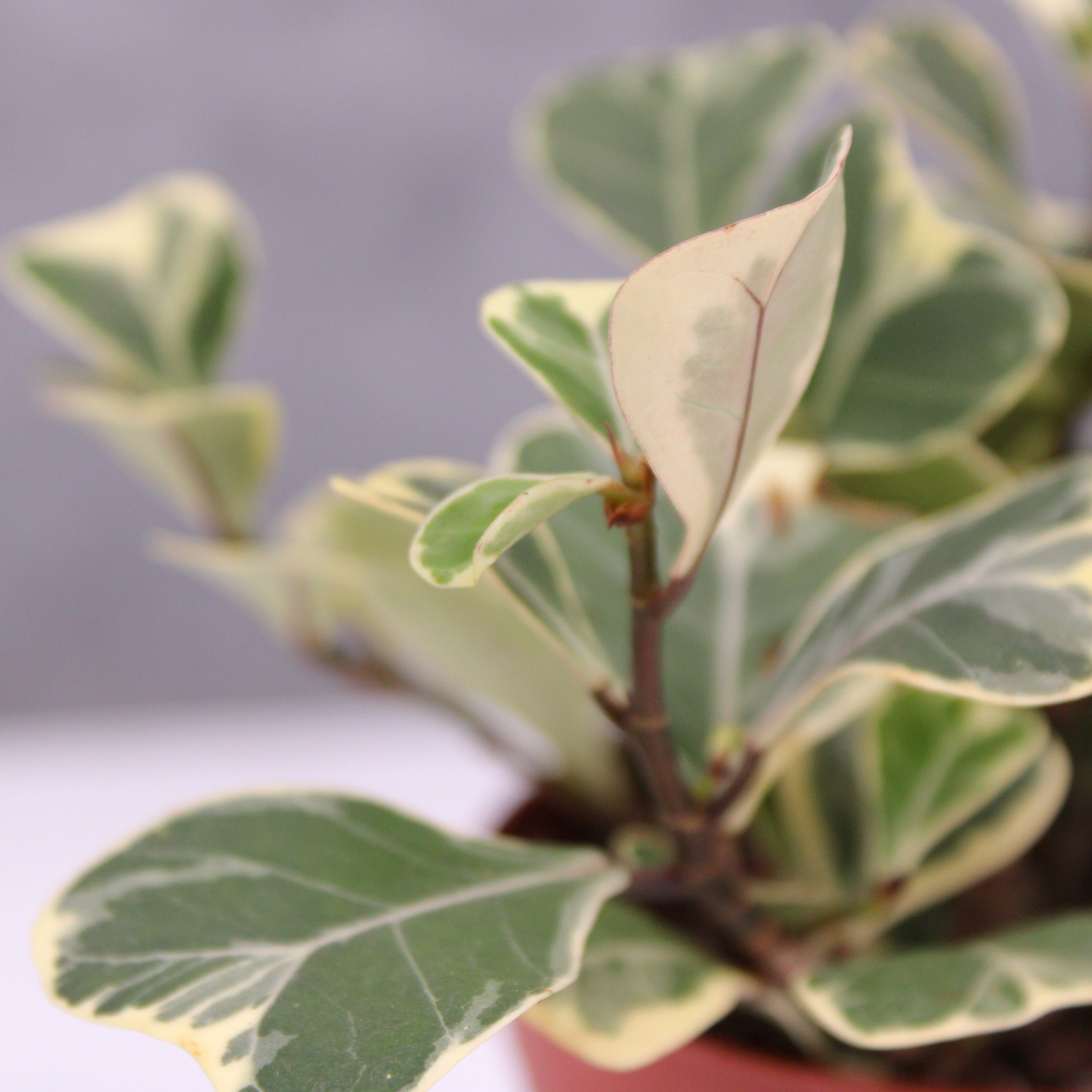 Ficus triangularis 'variegata' | Buchanans Plants