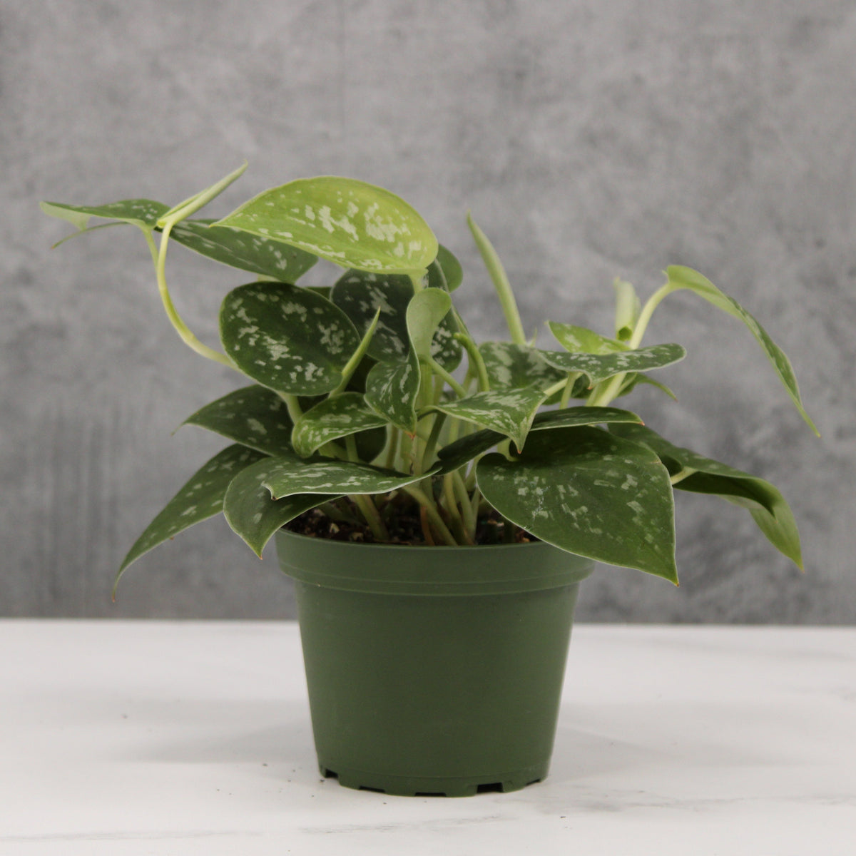 Scindapsus pictus 'Argyraeus' | Buchanans Plants