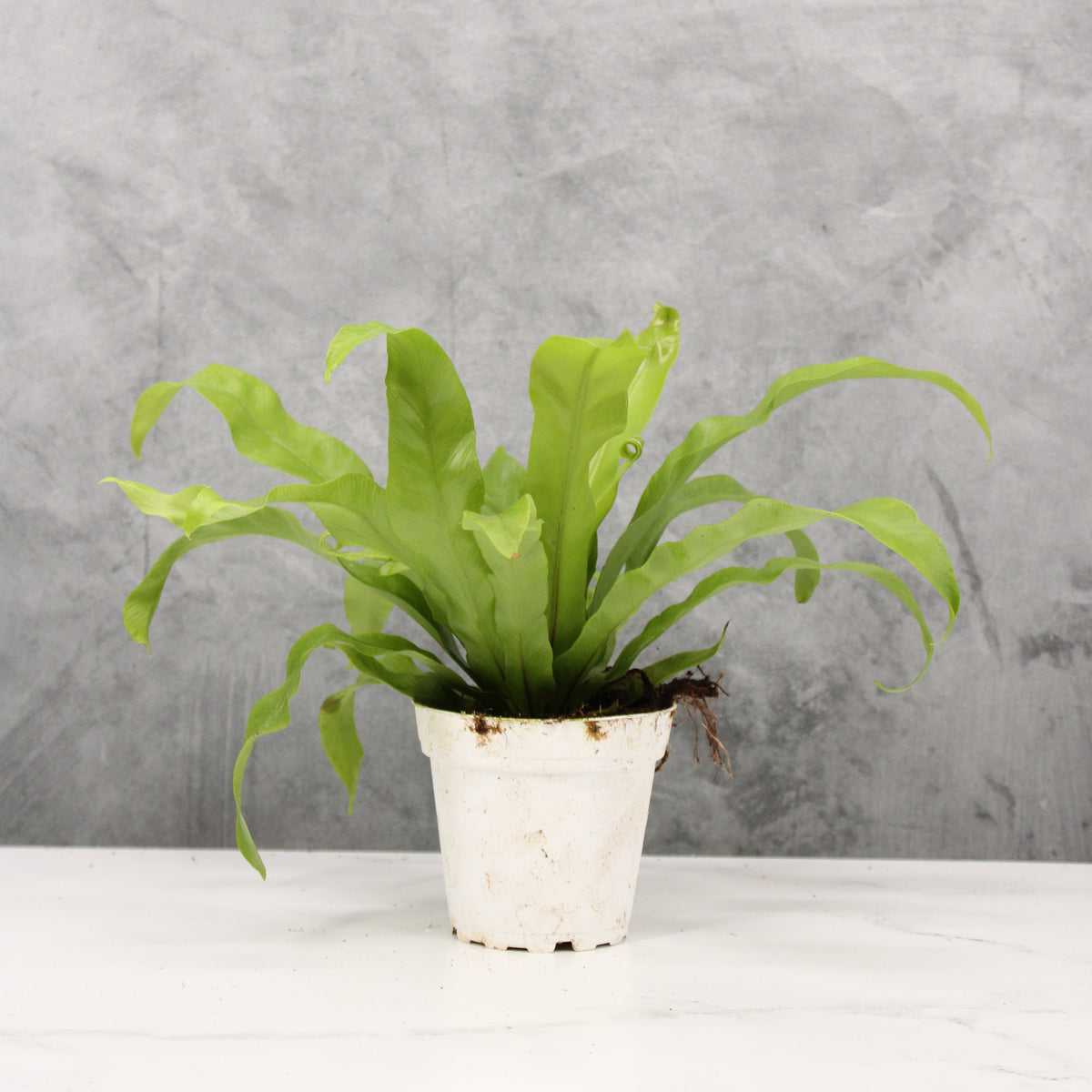 Assorted Birdsnest Fern | Buchanans Plants