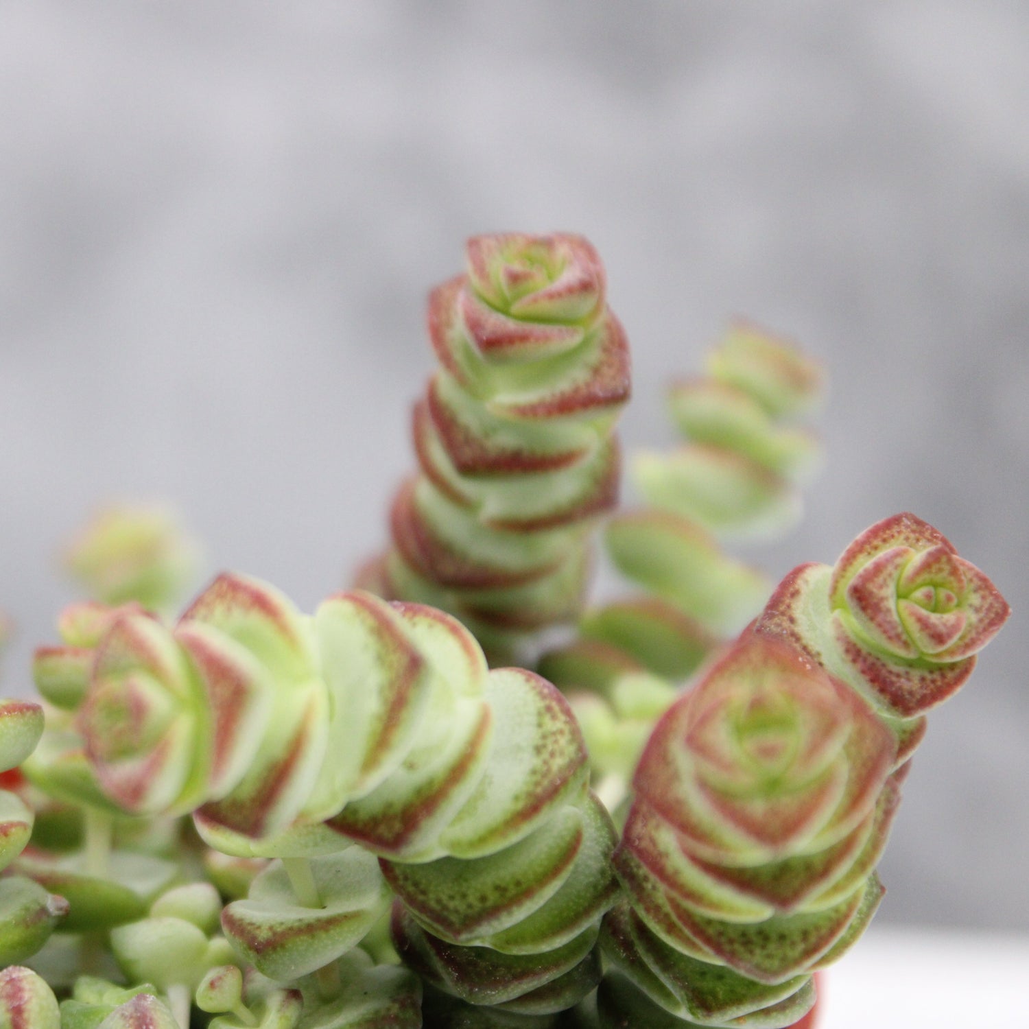 Buchanan's Native Plants Store