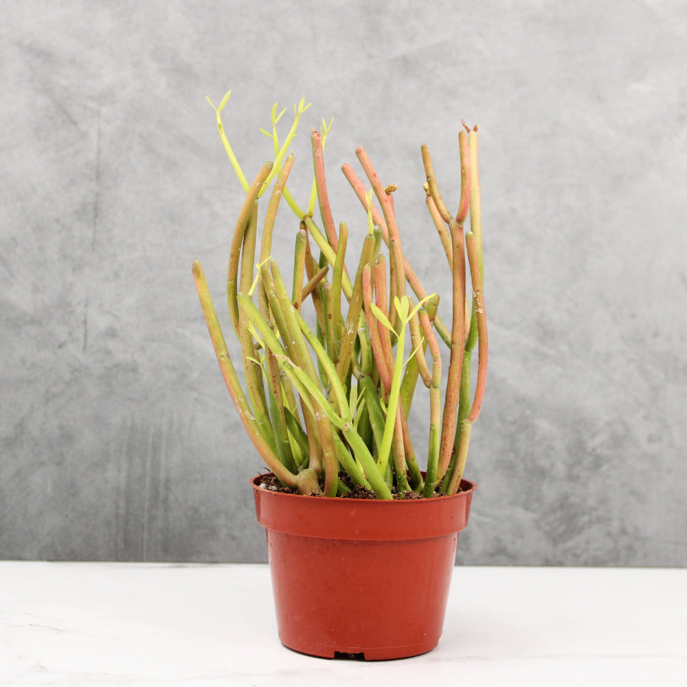 Buchanan's Native Plants Store