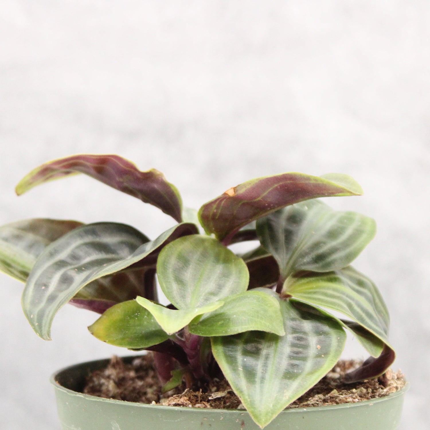 Buchanan's Native Plants Store