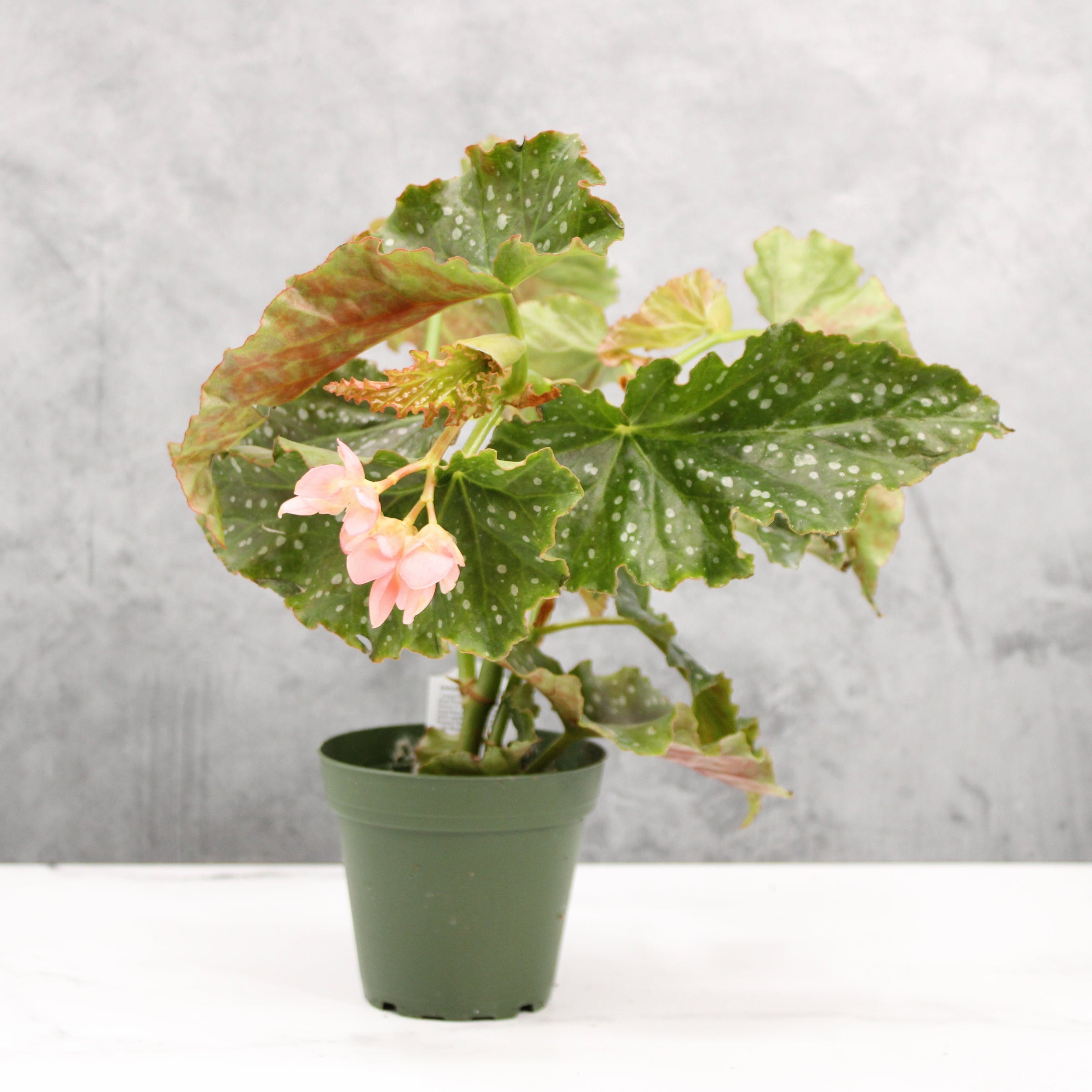 Buchanan's Native Plants Store