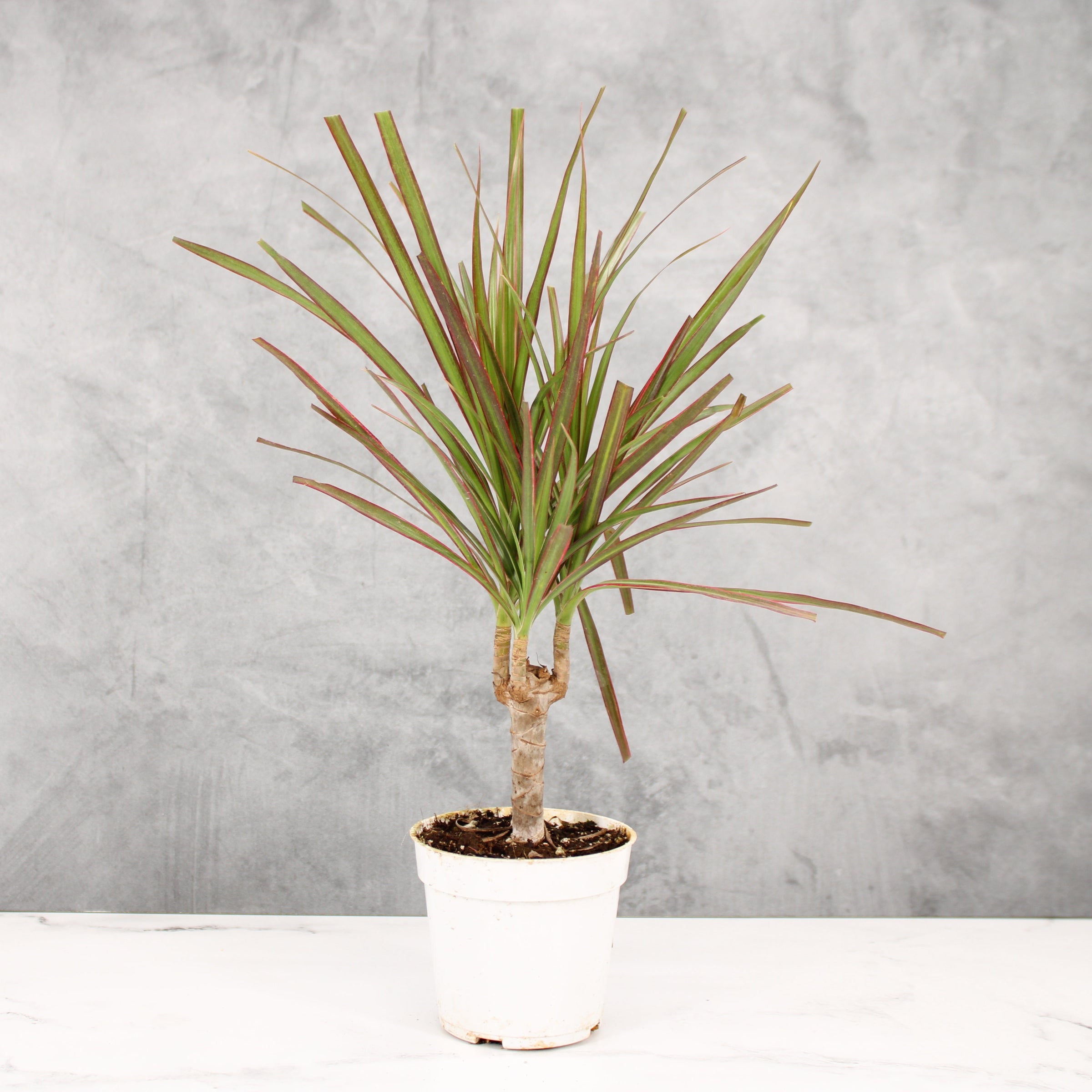 Buchanan's Native Plants Store