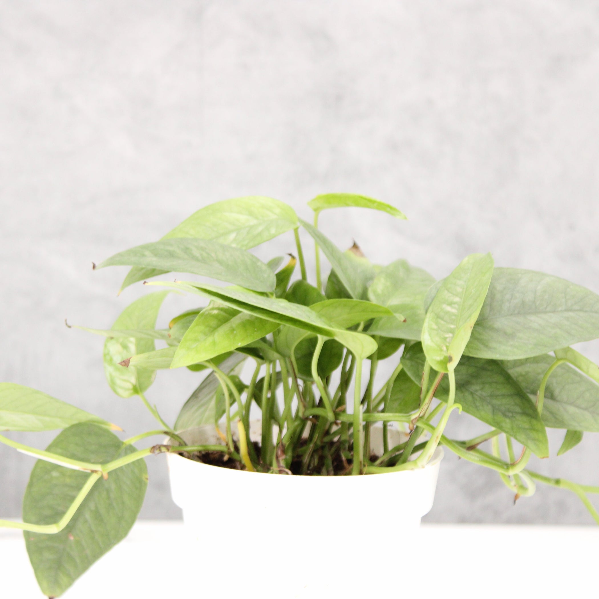 Buchanan's Native Plants Store