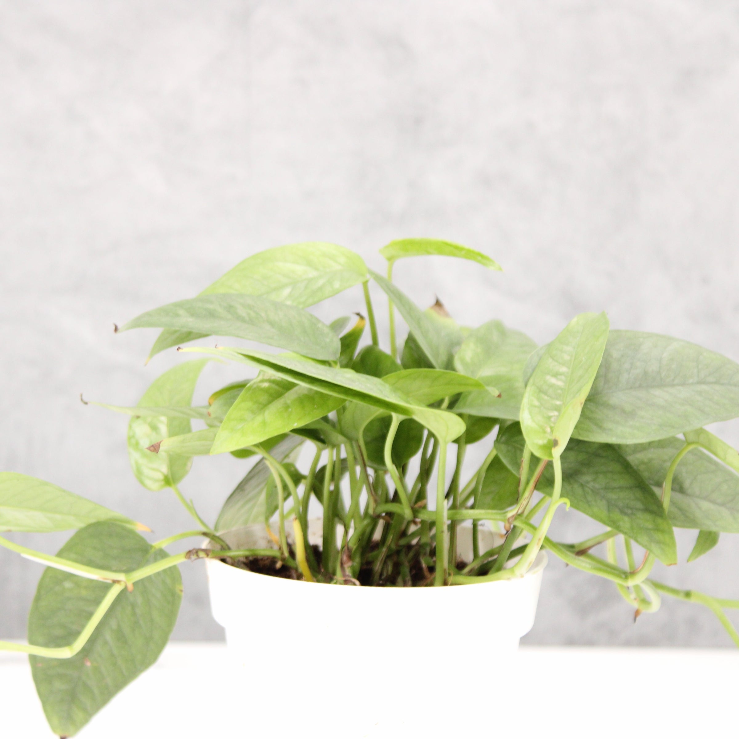 Buchanan's Native Plants Store