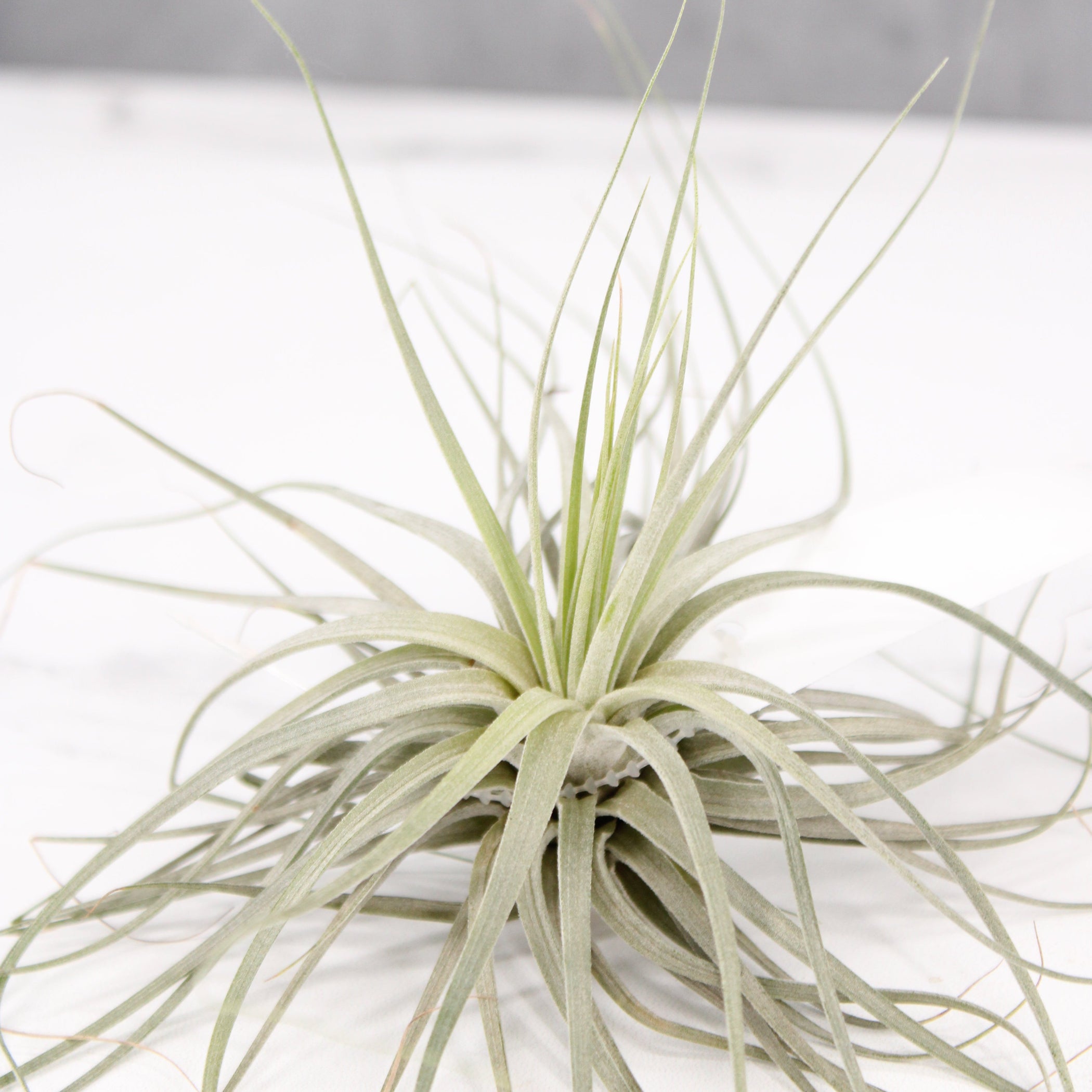 Buchanan's Native Plants Store