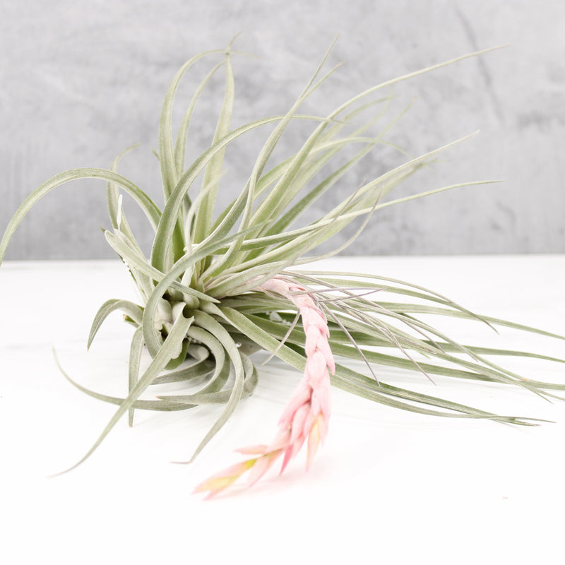 Buchanan's Native Plants Store