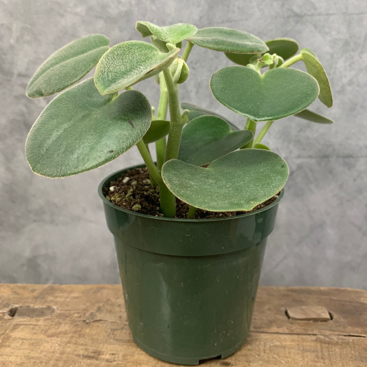 Peperomia incana | Buchanans Plants
